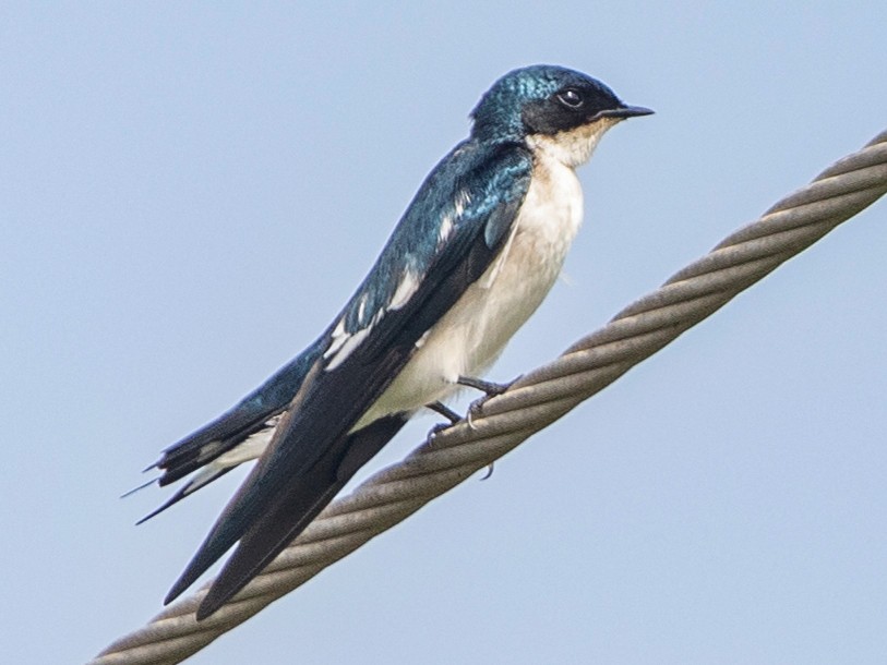 Golondrina alipinta - eBird