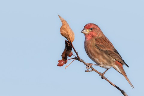 House Finch Flying