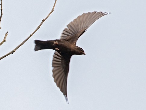 Forest Swallow - eBird