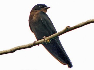 Forest Swallow - Atronanus fuliginosus - Birds of the World