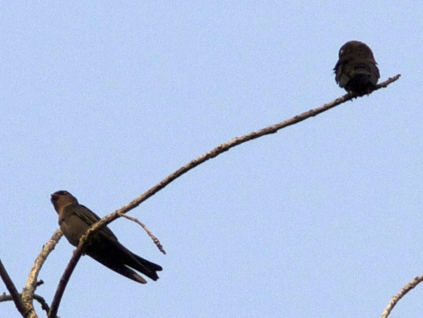 Forest Swallow - eBird
