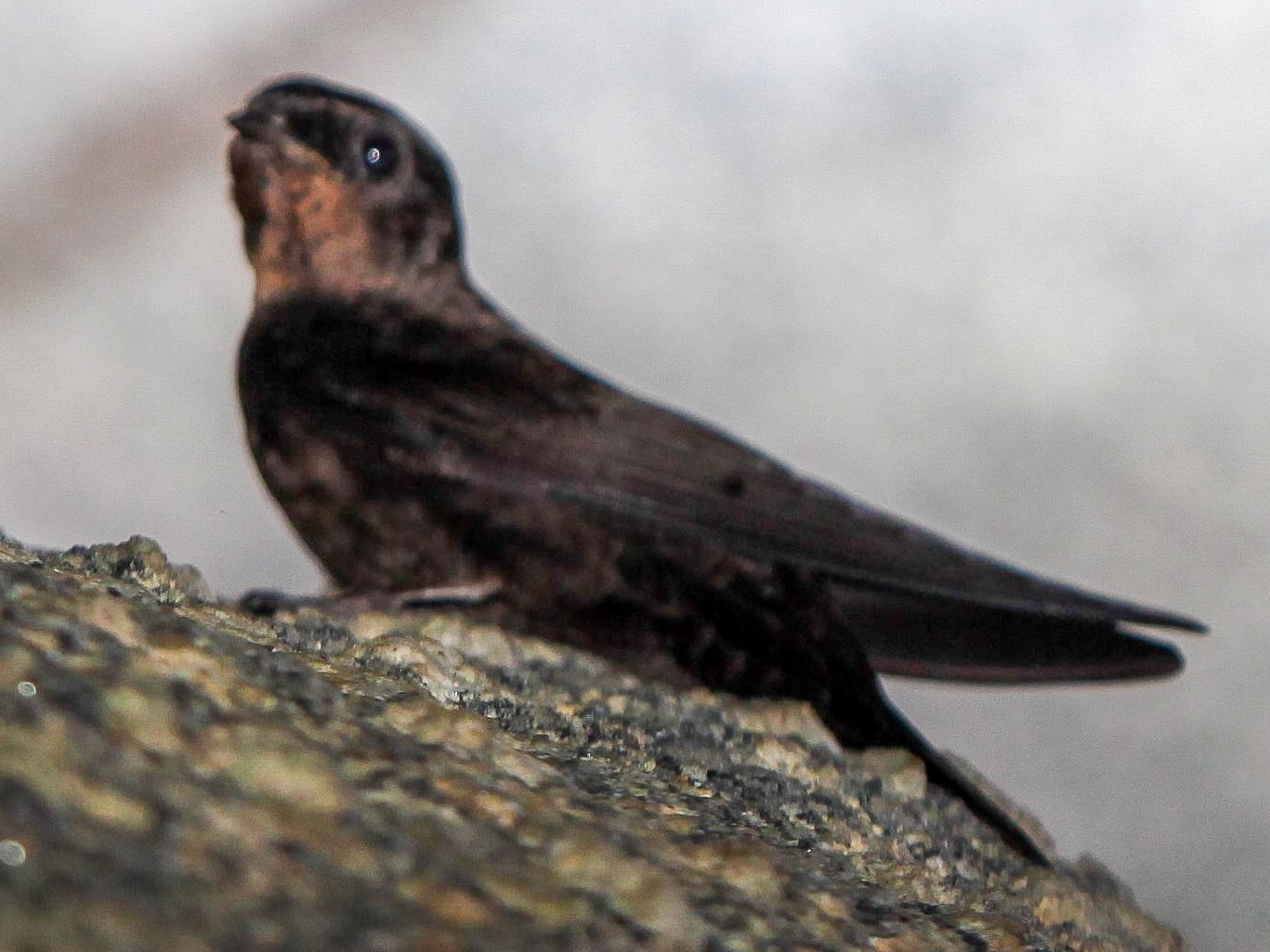 Forest Swallow - eBird