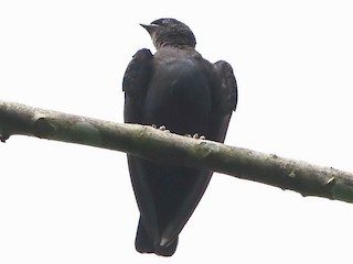 Square-tailed Sawwing - eBird