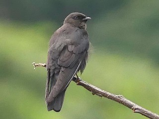Square-tailed Sawwing - Psalidoprocne nitens - Birds of the World