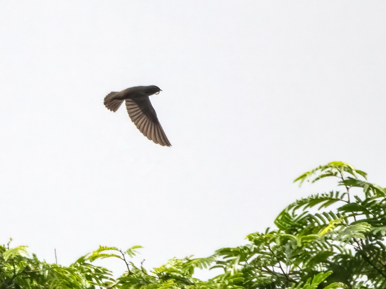 Square-tailed Saw-wing - eBird