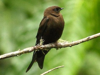 Mountain Sawwing - eBird