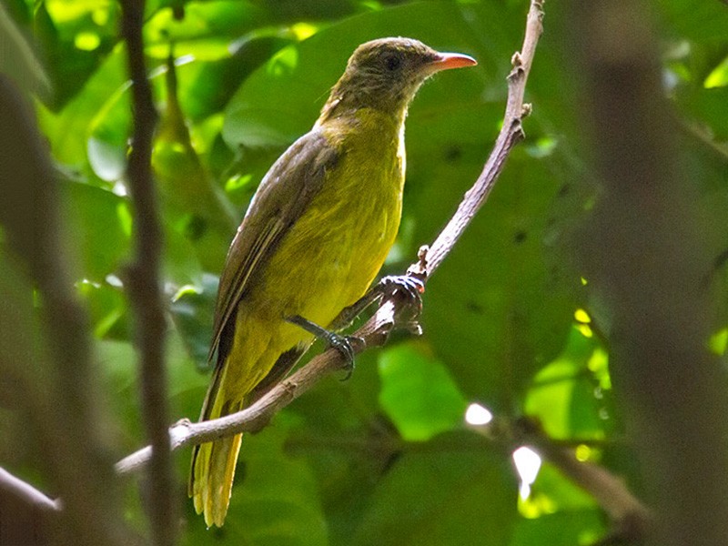 Golden Greenbul - eBird