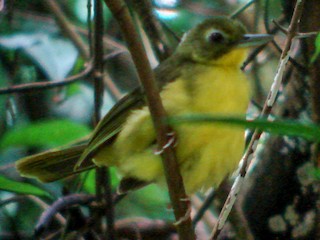 Green-tailed Bristlebill - eBird