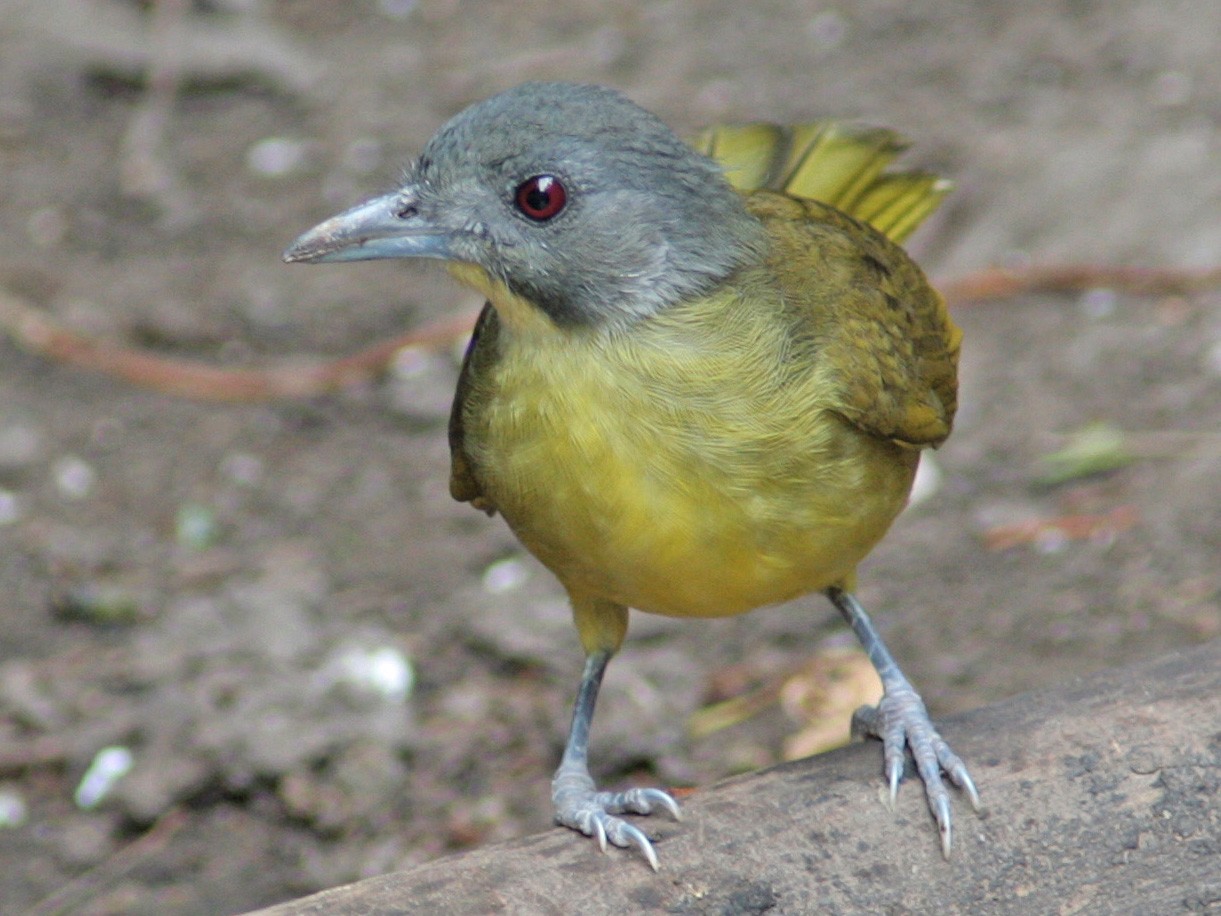 Gray-headed Bristlebill - eBird