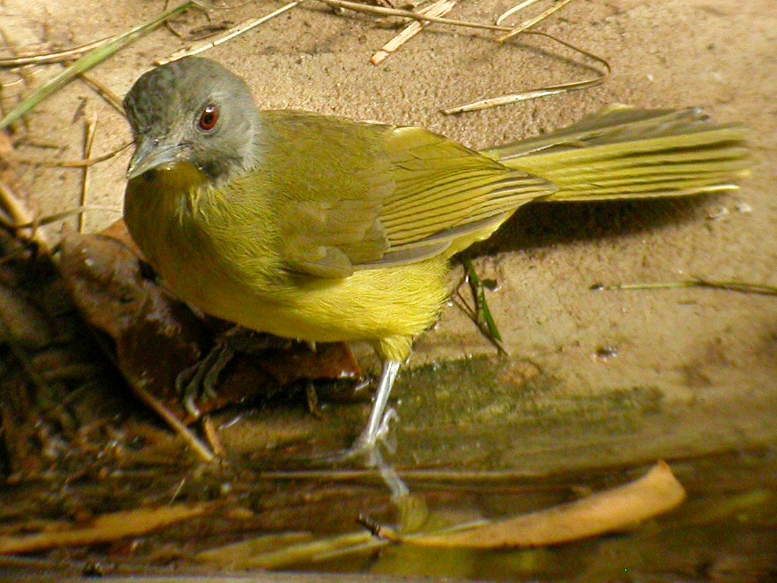 Gray-headed Bristlebill - eBird