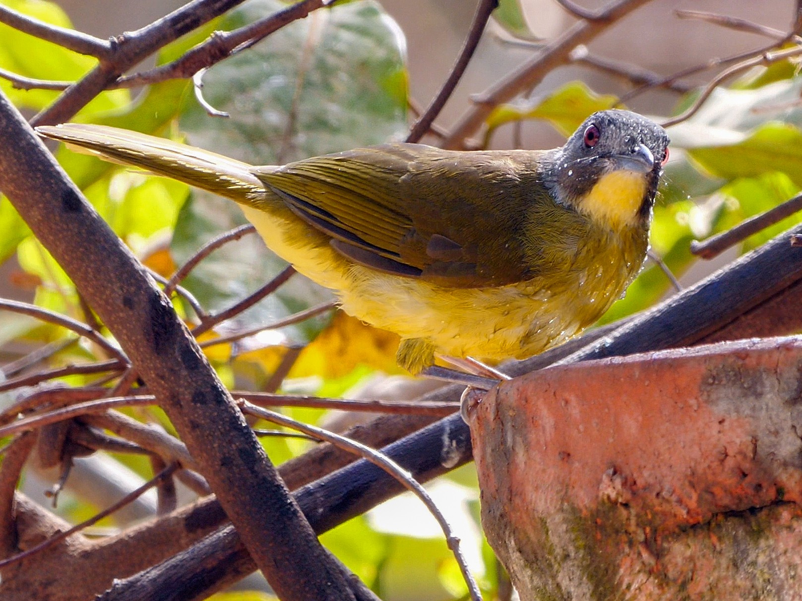 Gray-headed Bristlebill - eBird