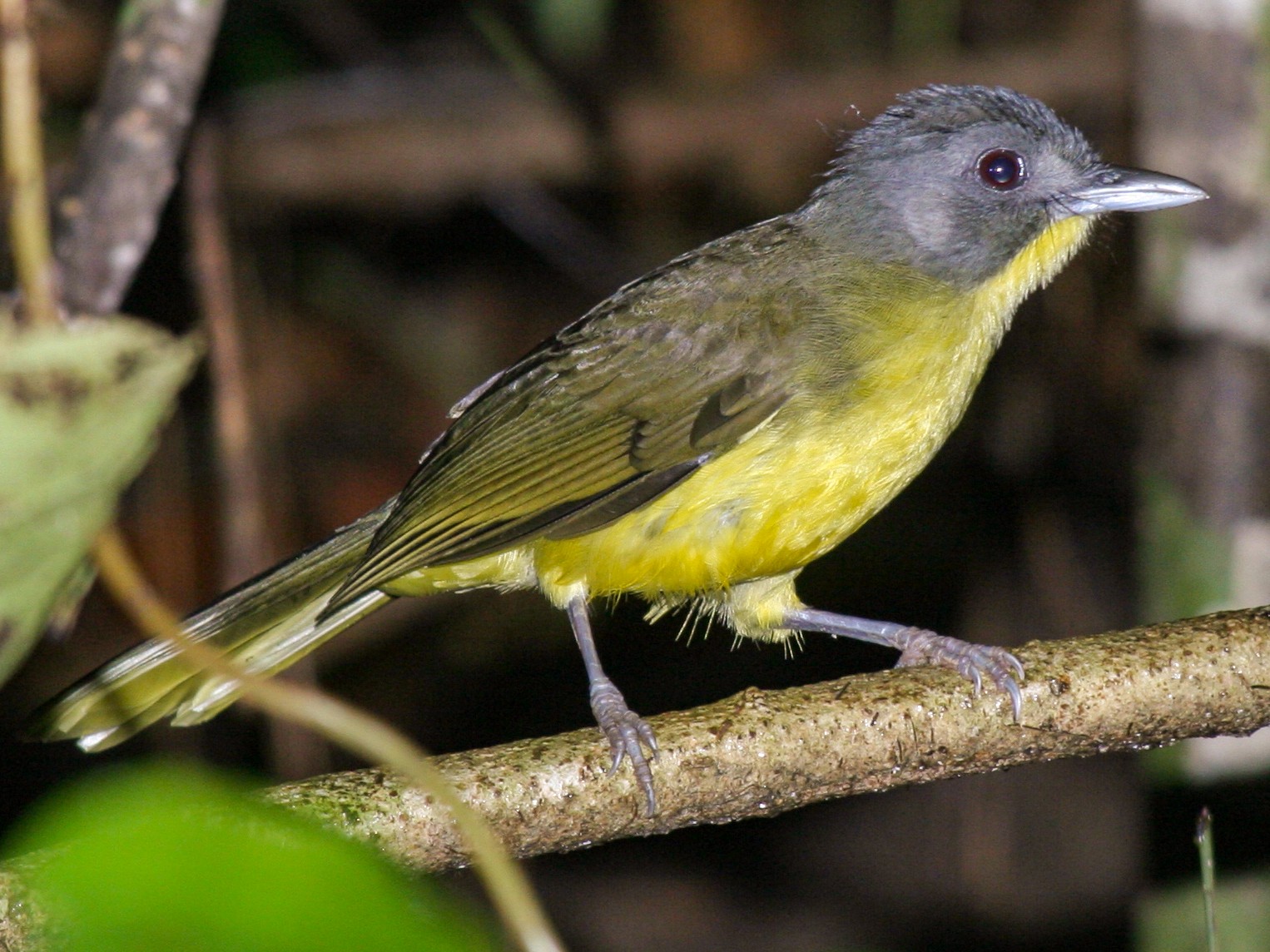 Grey-headed Bristlebill - eBird
