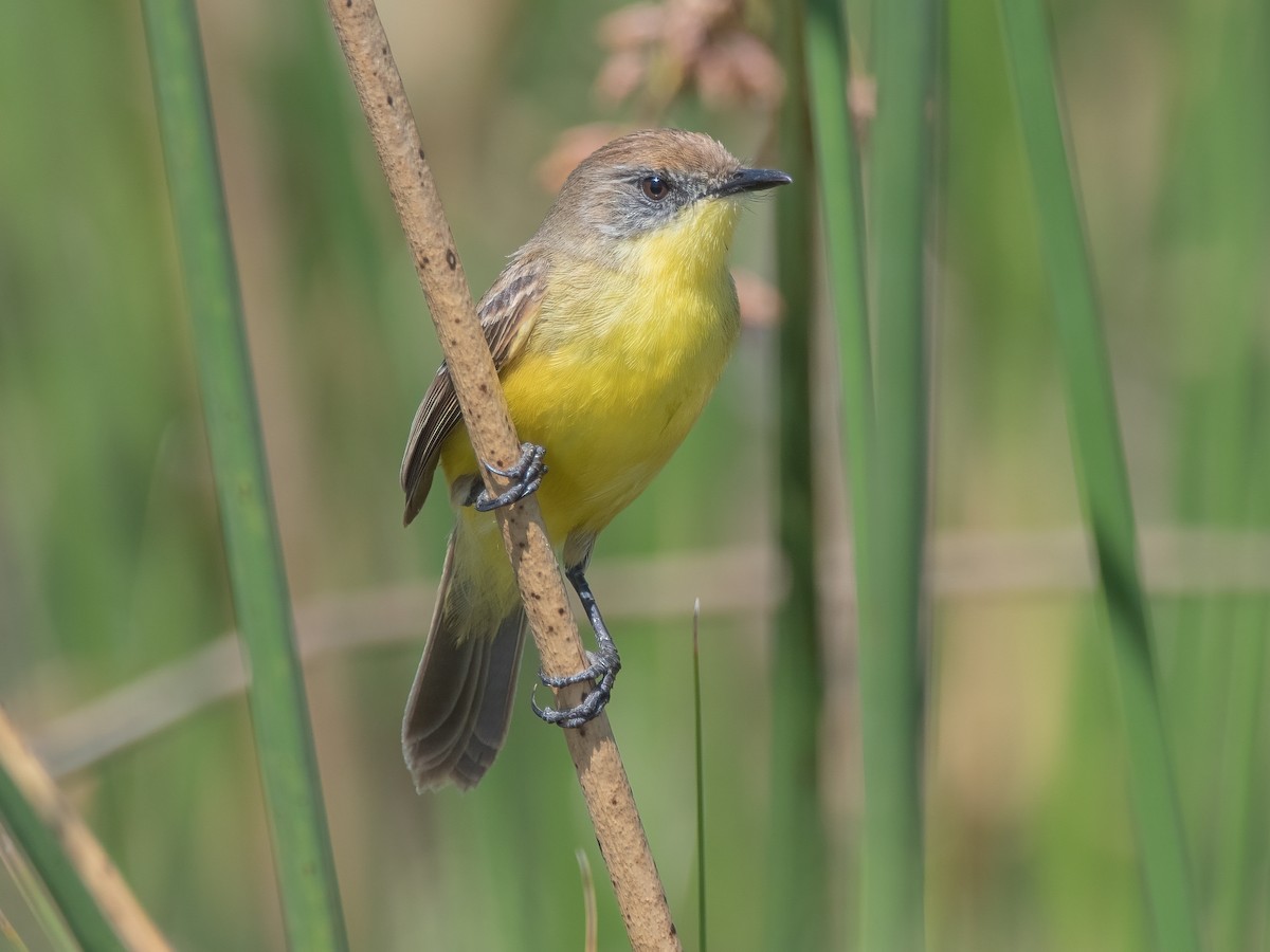 Warbling Doradito - Pseudocolopteryx flaviventris - Birds of the World
