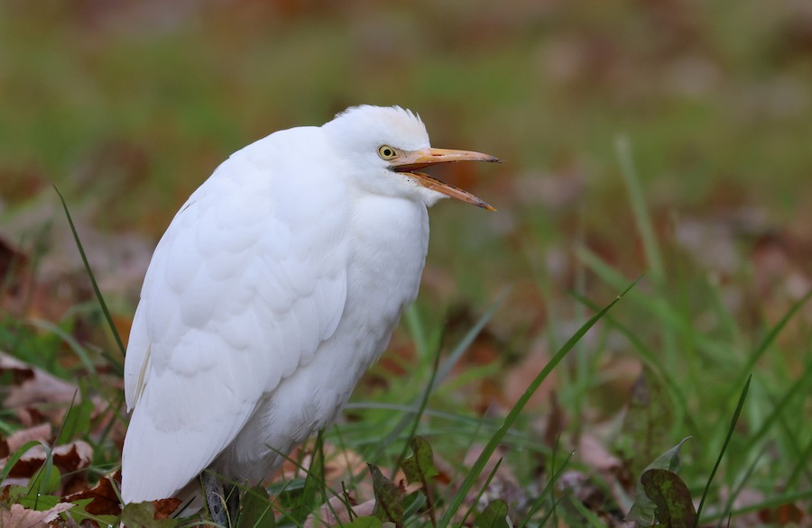 Garza Ganadera (ibis) - eBird