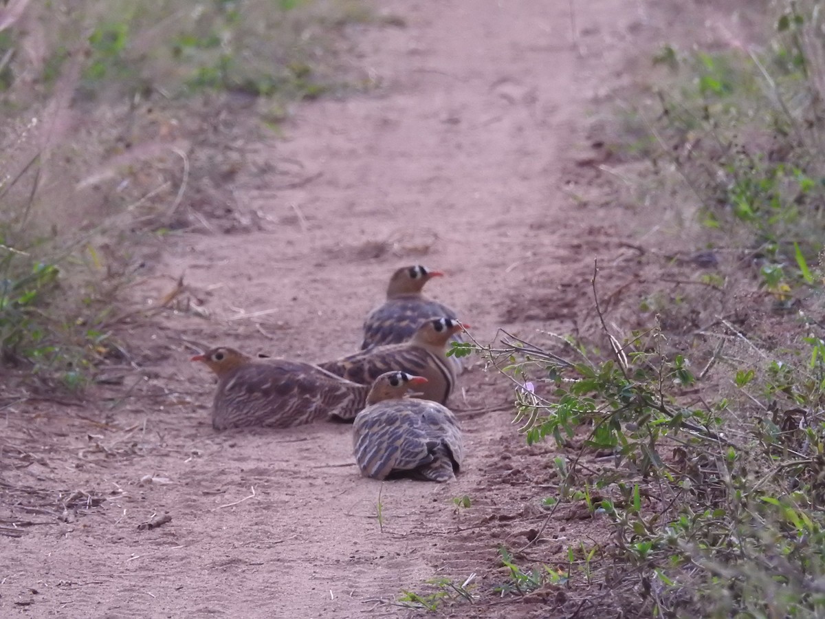 eBird India Checklist - 22 Nov 2020 - Cauvery WLS--Galibore - 6 species