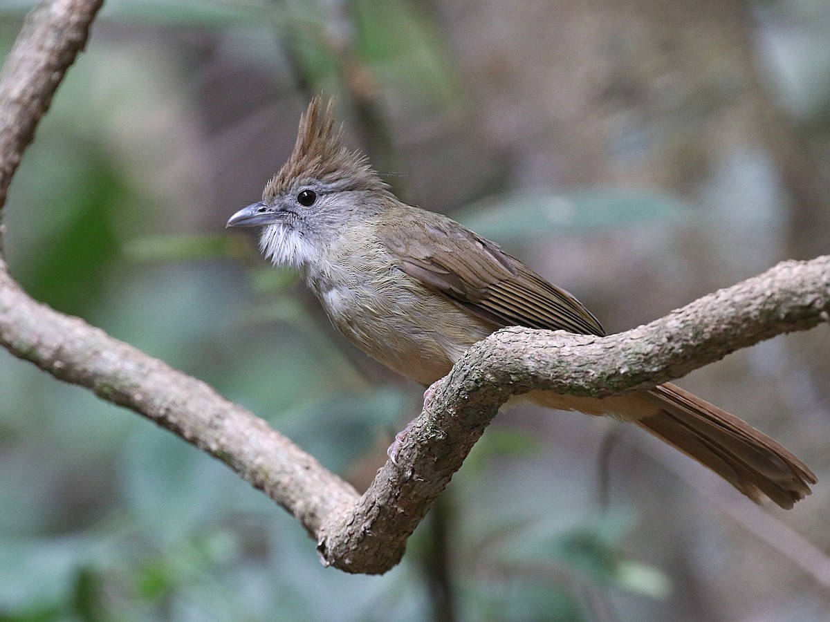 Ochraceous Bulbul - Alophoixus ochraceus - Birds of the World