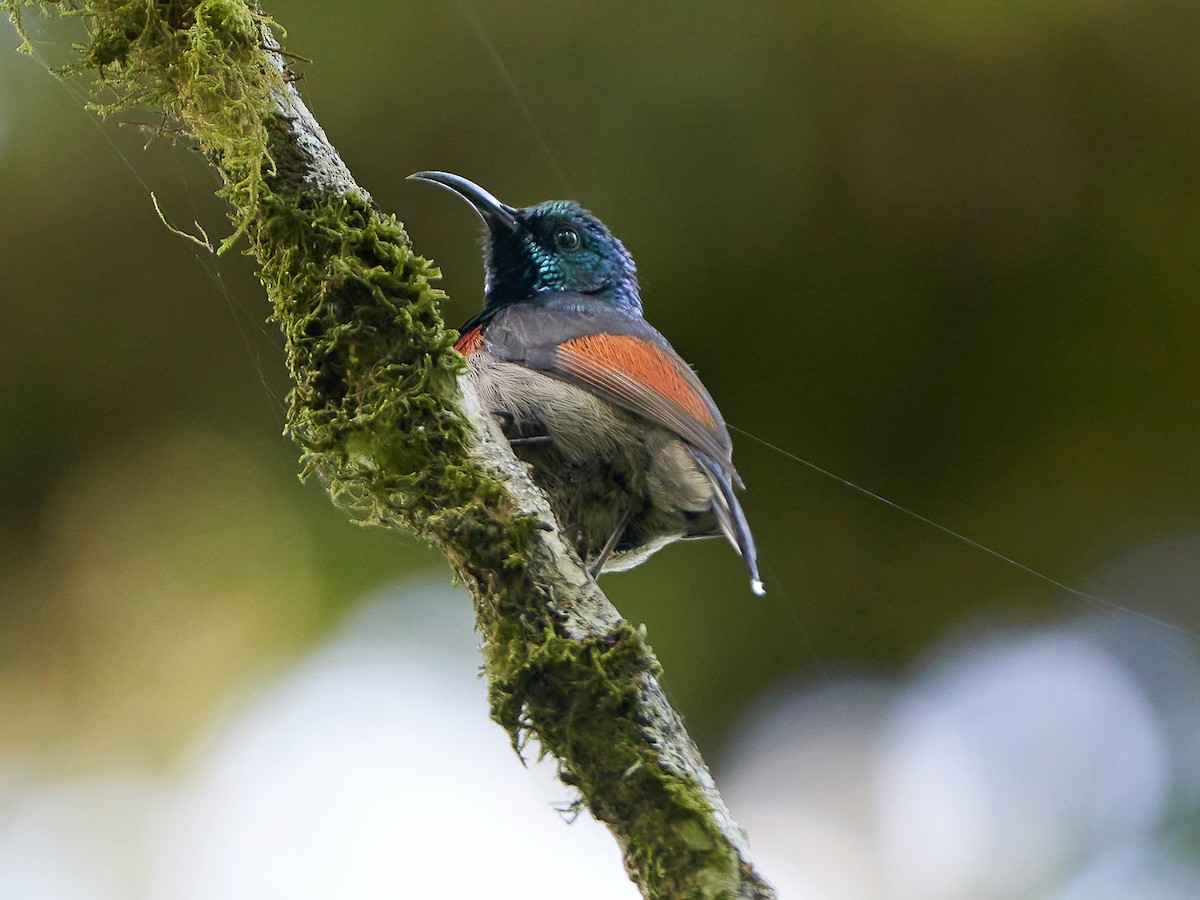 Rufous-winged Sunbird - Cinnyris rufipennis - Birds of the World