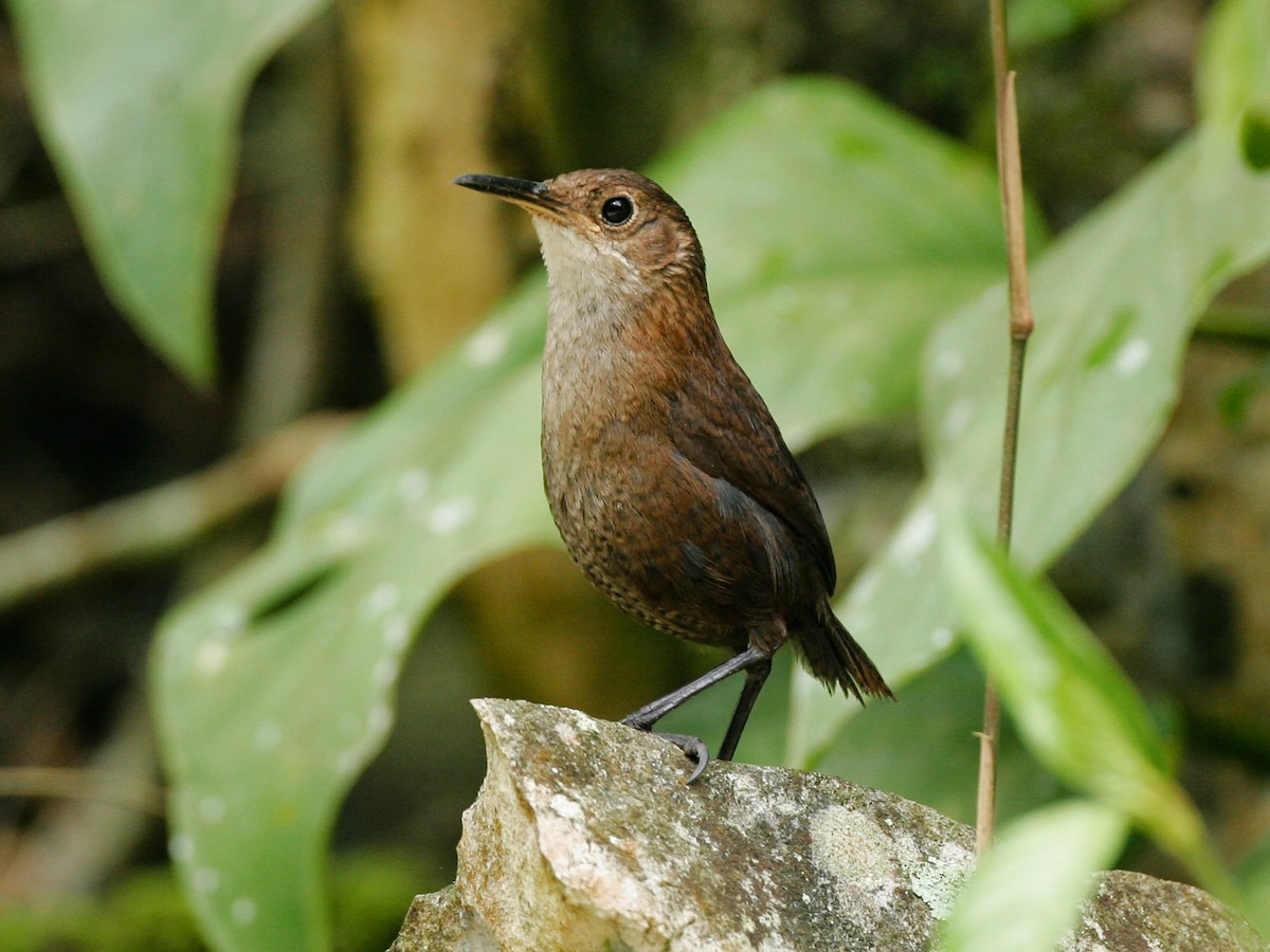 Nava's Wren - Hylorchilus navai - Birds of the World