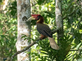 Rufous Hornbill - Buceros hydrocorax - Birds of the World
