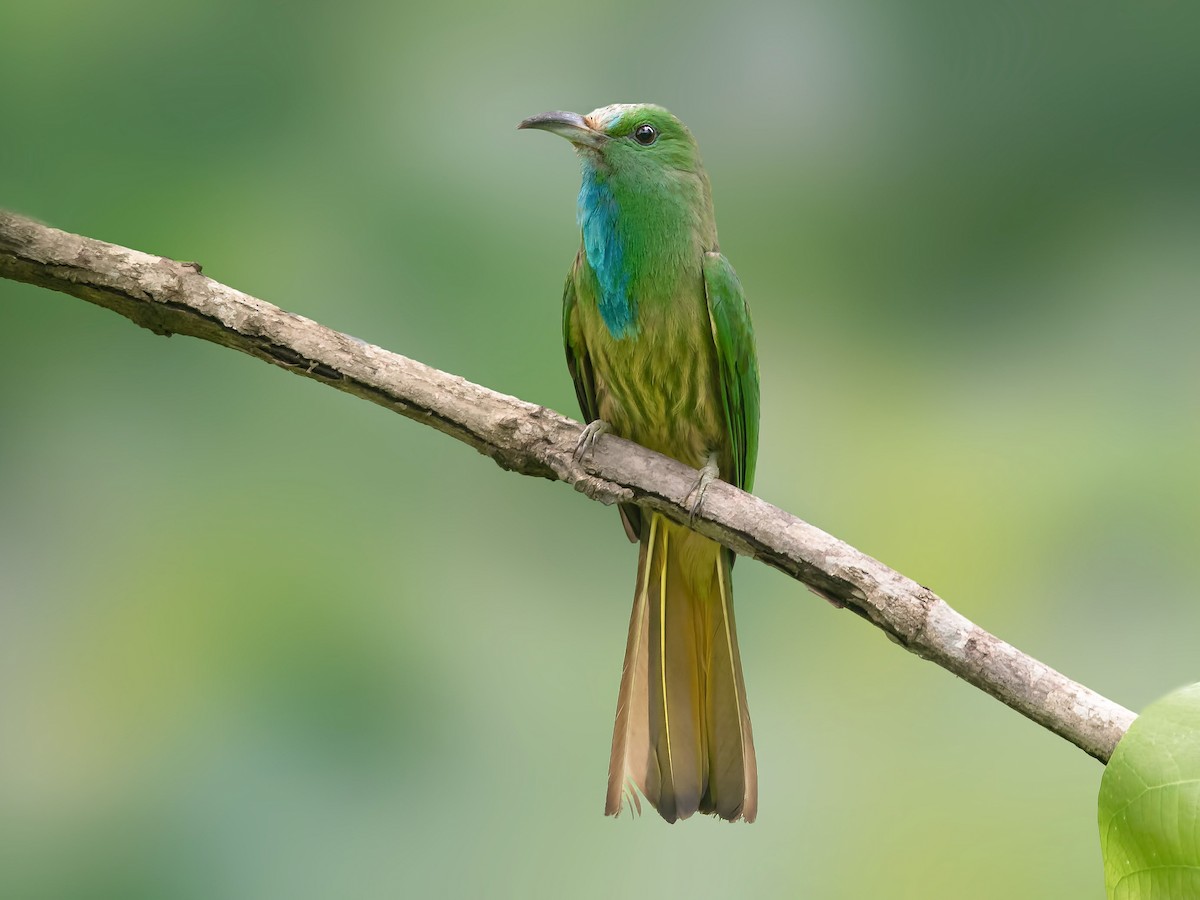 Blue-bearded Bee-eater - Nyctyornis athertoni - Birds of the World