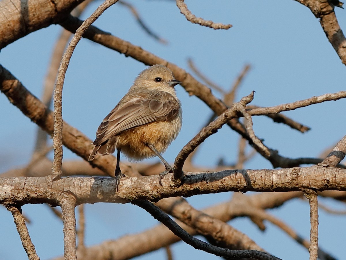 African Penduline-Tit - Anthoscopus caroli - Birds of the World