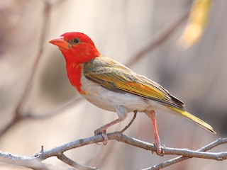Red-headed Weaver - Anaplectes rubriceps - Birds of the World