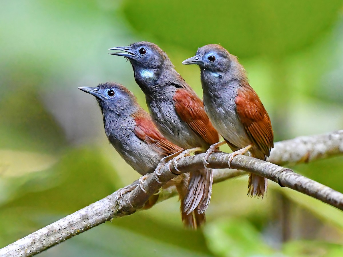 Chestnut-winged Babbler - Cyanoderma erythropterum - Birds of the World
