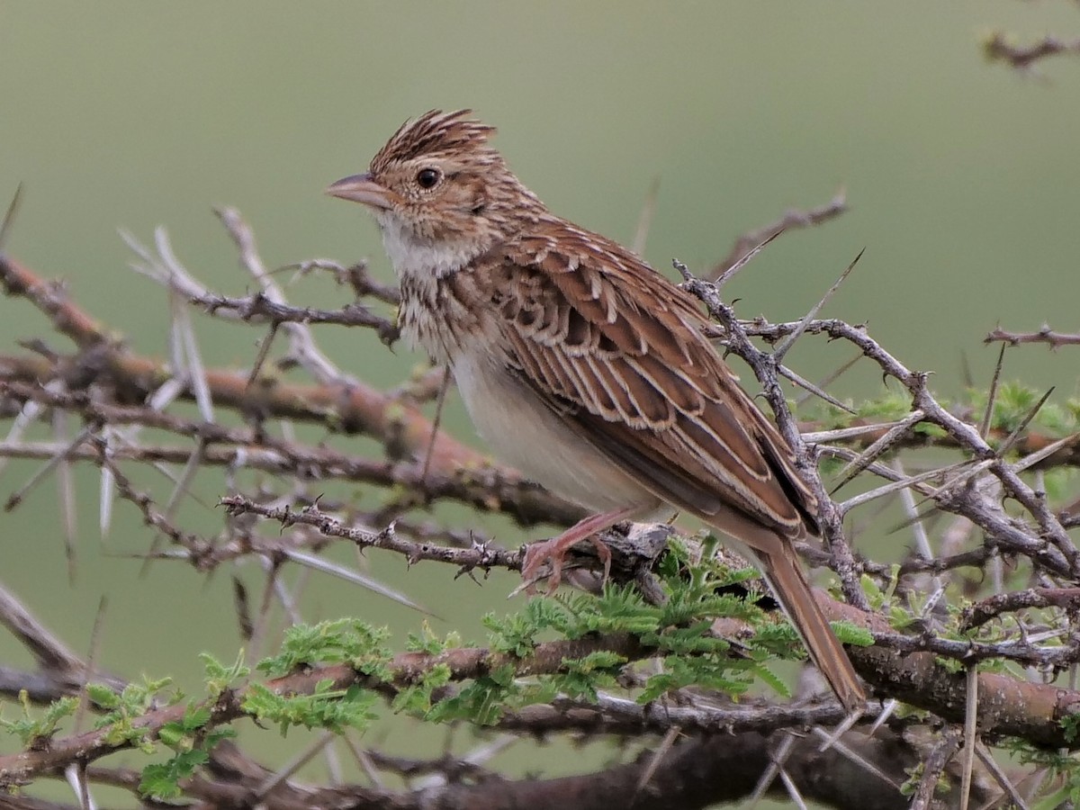 Friedmann's Lark - Mirafra pulpa - Birds of the World