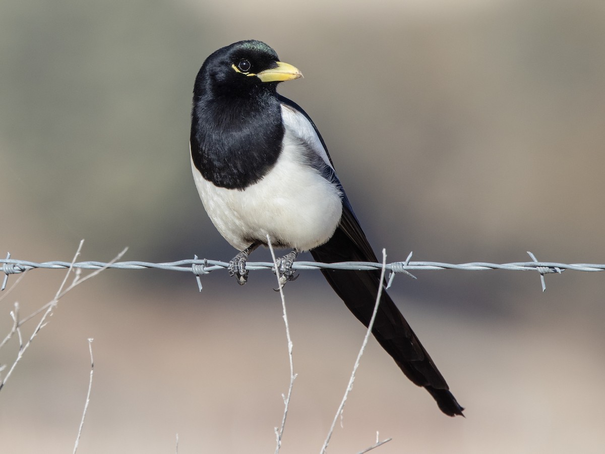 Yellow-billed Magpie - Pica nuttalli - Birds of the World