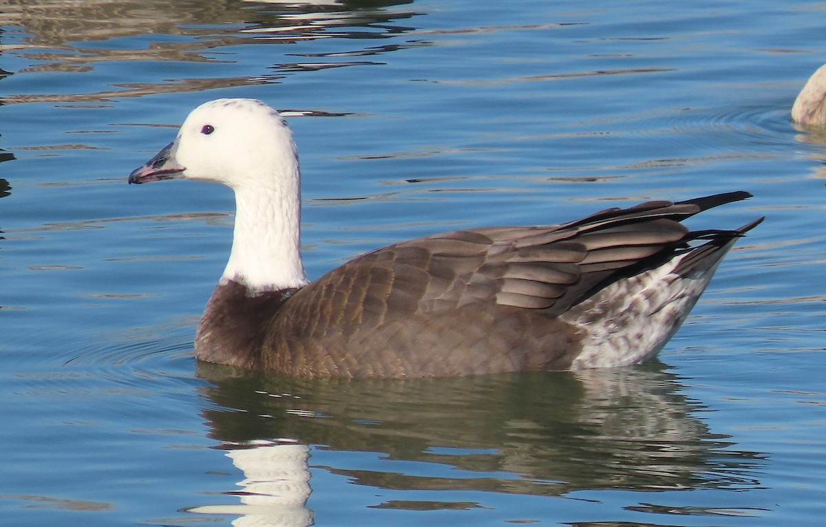 ML387333701 - Snow x Cackling Goose (hybrid) - Macaulay Library