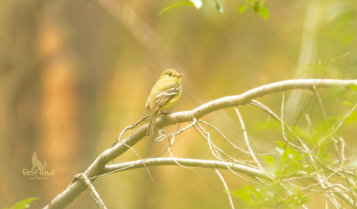 eBird Checklist - 31 Jul 2021 - Jasper National Park--Whistlers - 18 ...