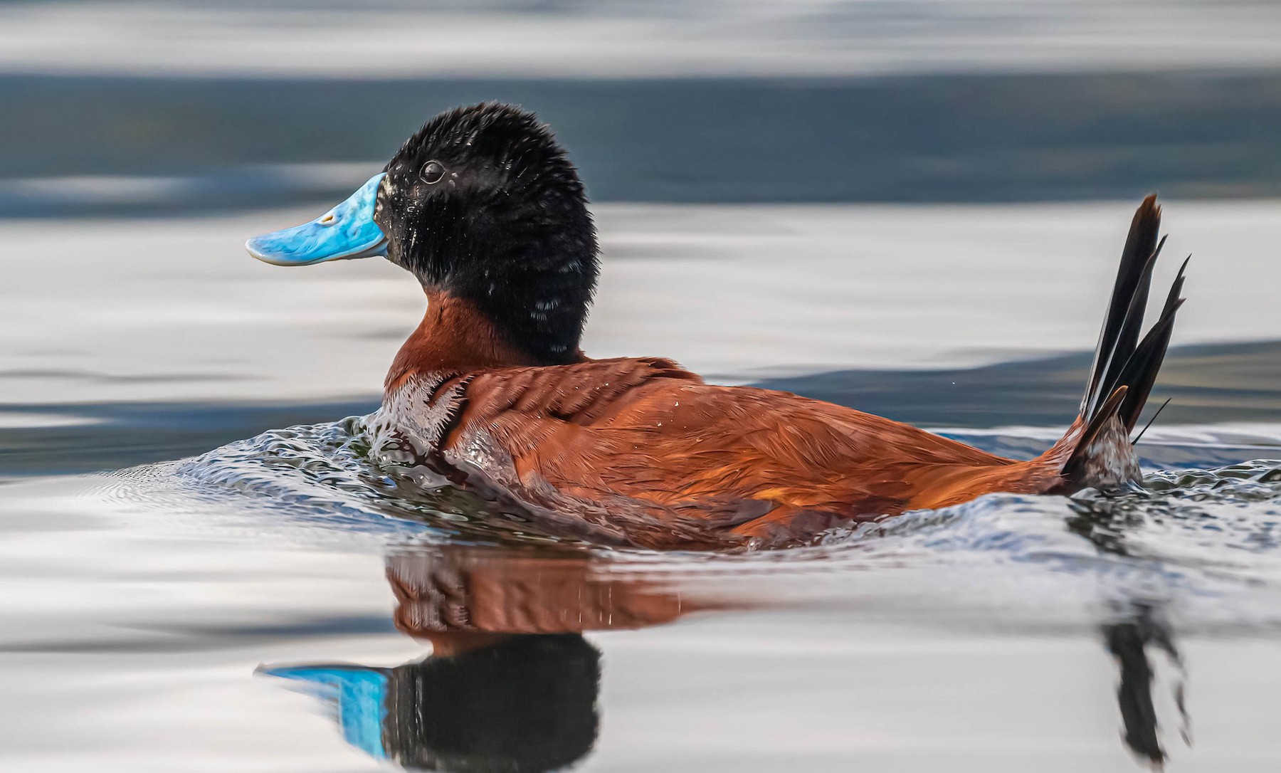 Pato Andino (ferruginea) - eBird