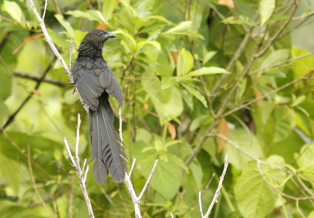 Lesser Black Coucal - Centropus bernsteini - Birds of the World