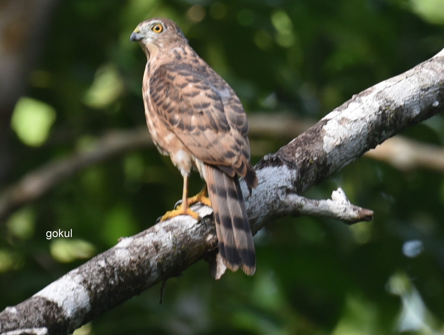 Nicobar Sparrowhawk - eBird
