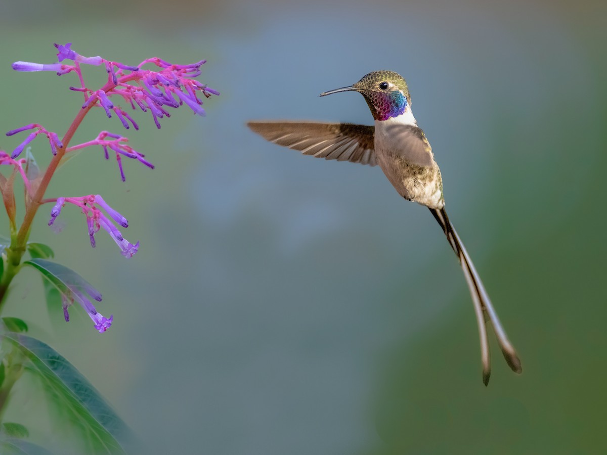 Peruvian Sheartail - Thaumastura cora - Birds of the World