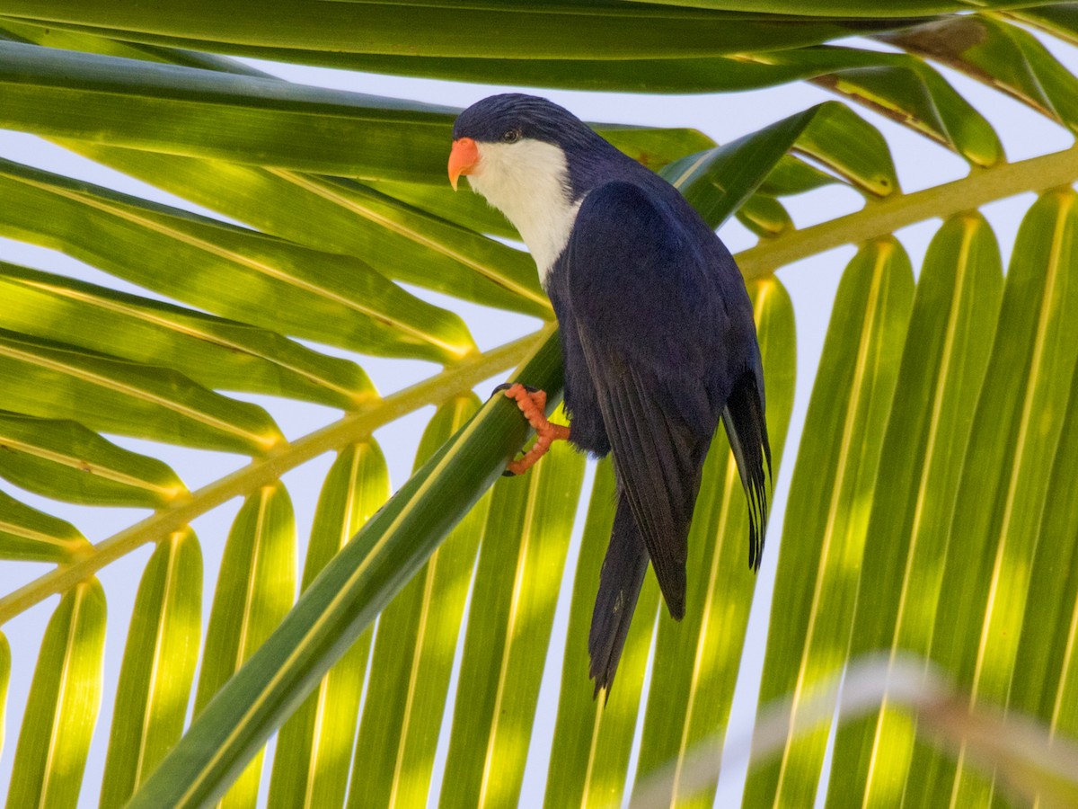 Blue Lorikeet - Vini peruviana - Birds of the World