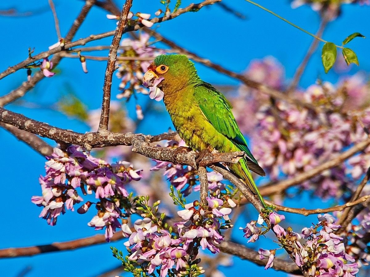Orange-fronted Parakeet - Eupsittula canicularis - Birds of the World