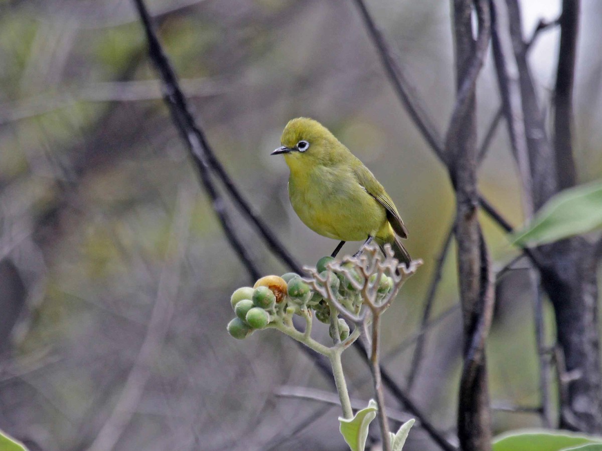 Comoro White-eye - Zosterops mouroniensis - Birds of the World