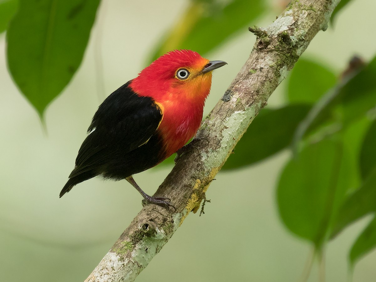 Crimson-hooded Manakin - Pipra aureola - Birds of the World