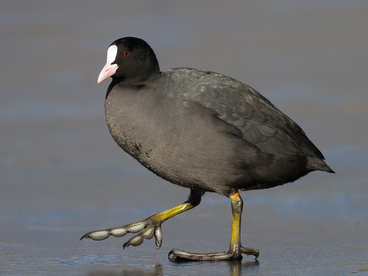 Eurasian Coot - Fulica atra - Birds of the World