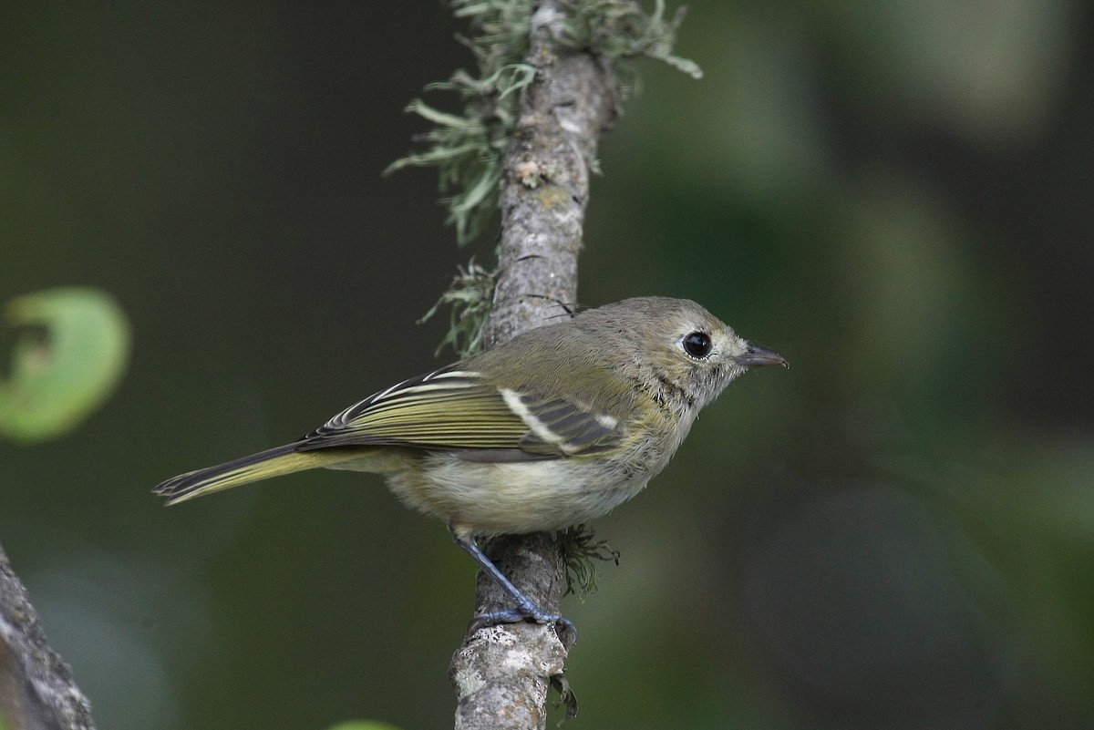 Hutton's Vireo (Pacific) - eBird