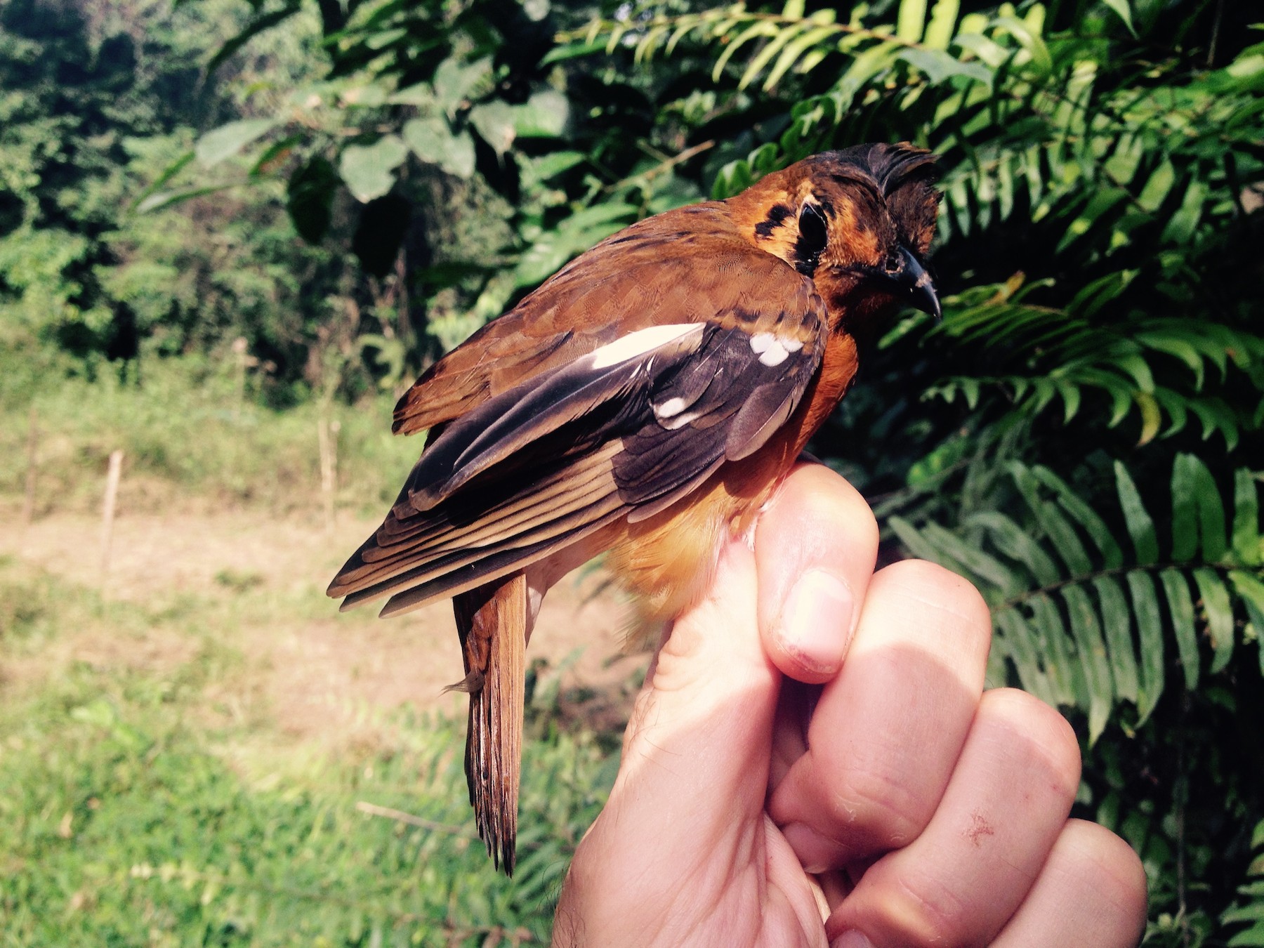 Black-eared Ground-Thrush - eBird