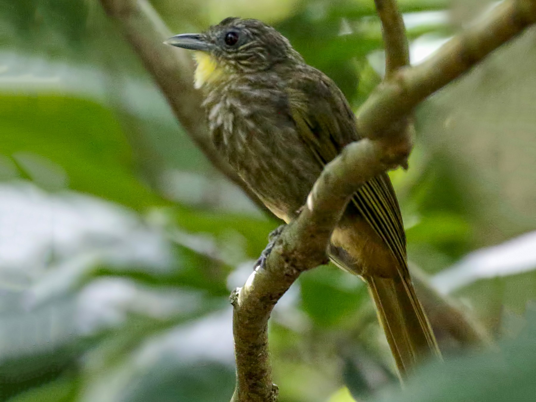 Western Bearded-Greenbul - eBird