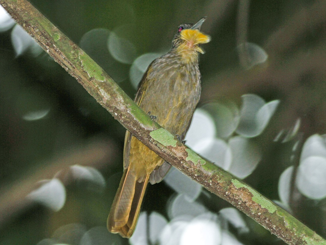 Western Bearded-Greenbul - eBird