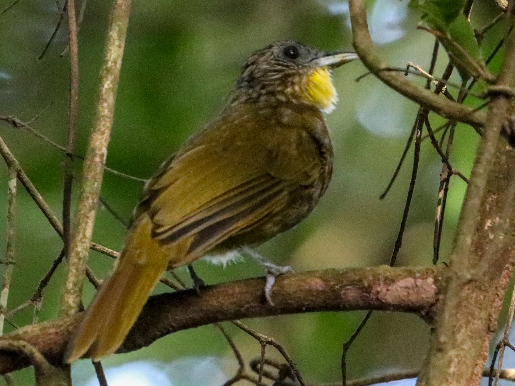 Western Bearded-Greenbul - eBird