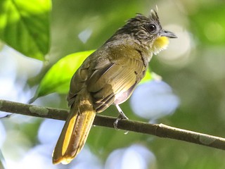 Western Bearded-Greenbul - Criniger barbatus - Birds of the World