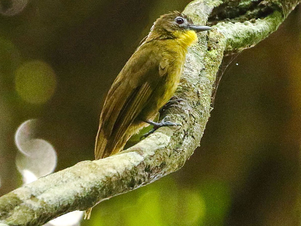 Yellow-bearded Greenbul - Criniger olivaceus - Birds of the World