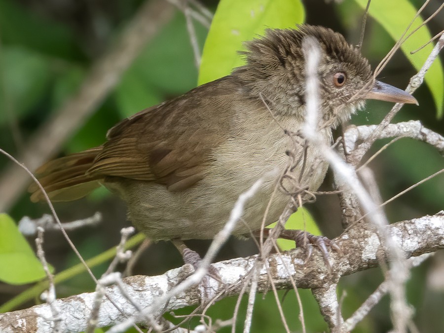 Baumann's Greenbul - eBird