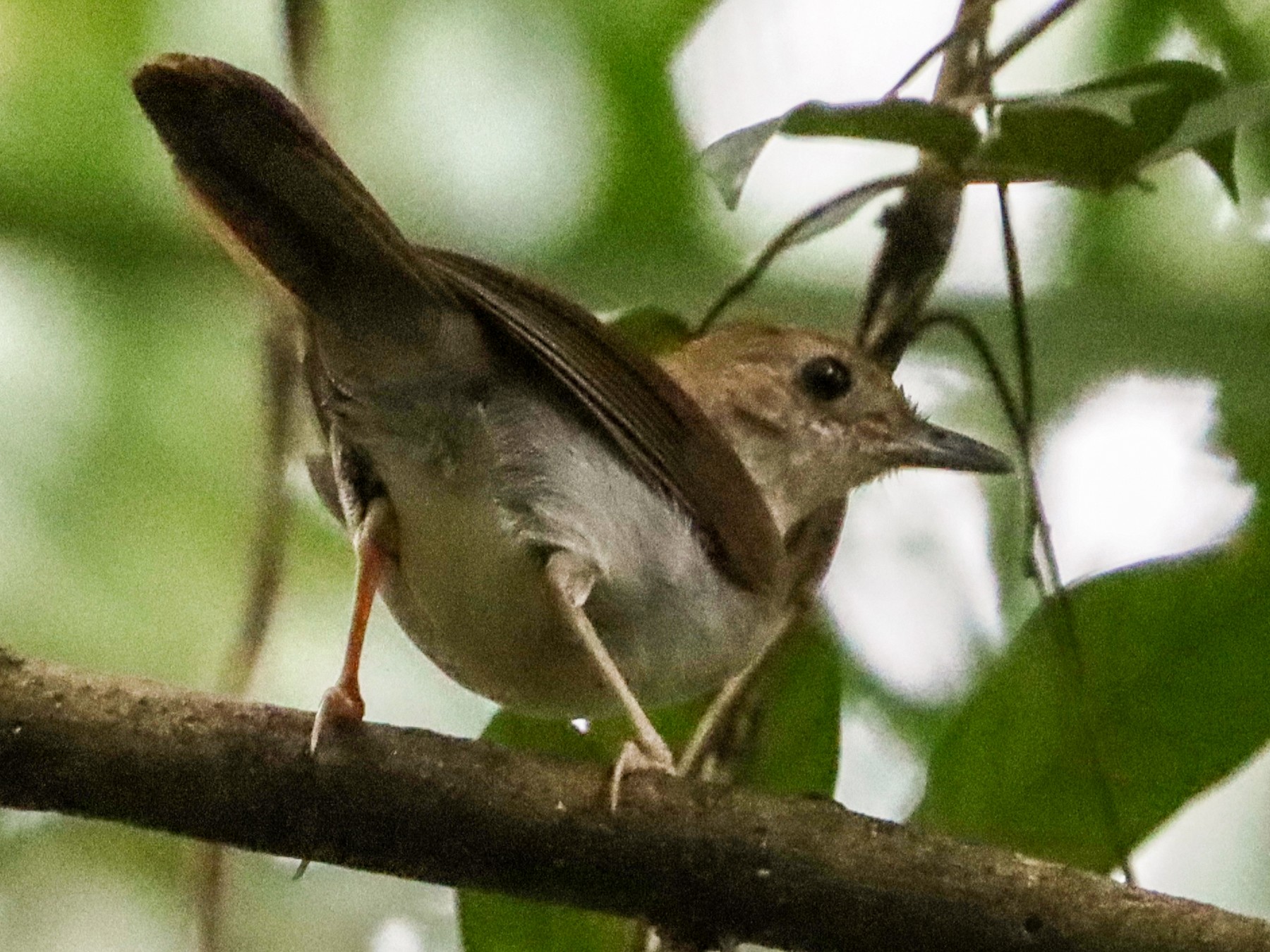Rufous-winged Illadopsis - eBird