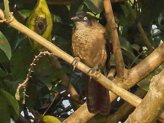 Blackcap Babbler - eBird